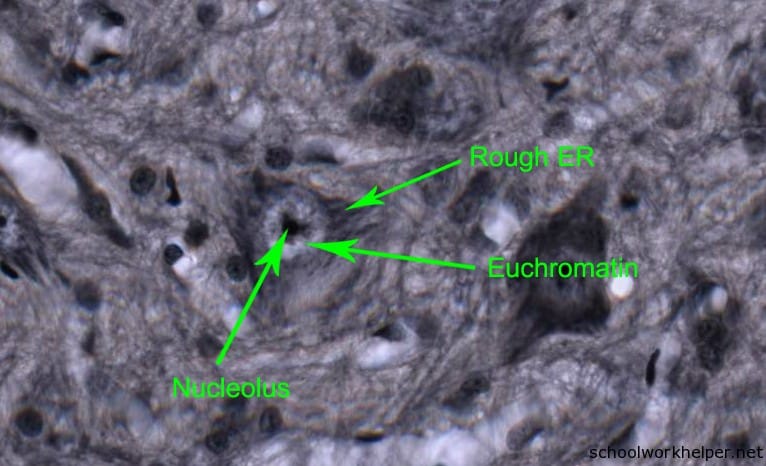nerve-slide-labelled-histology | SchoolWorkHelper