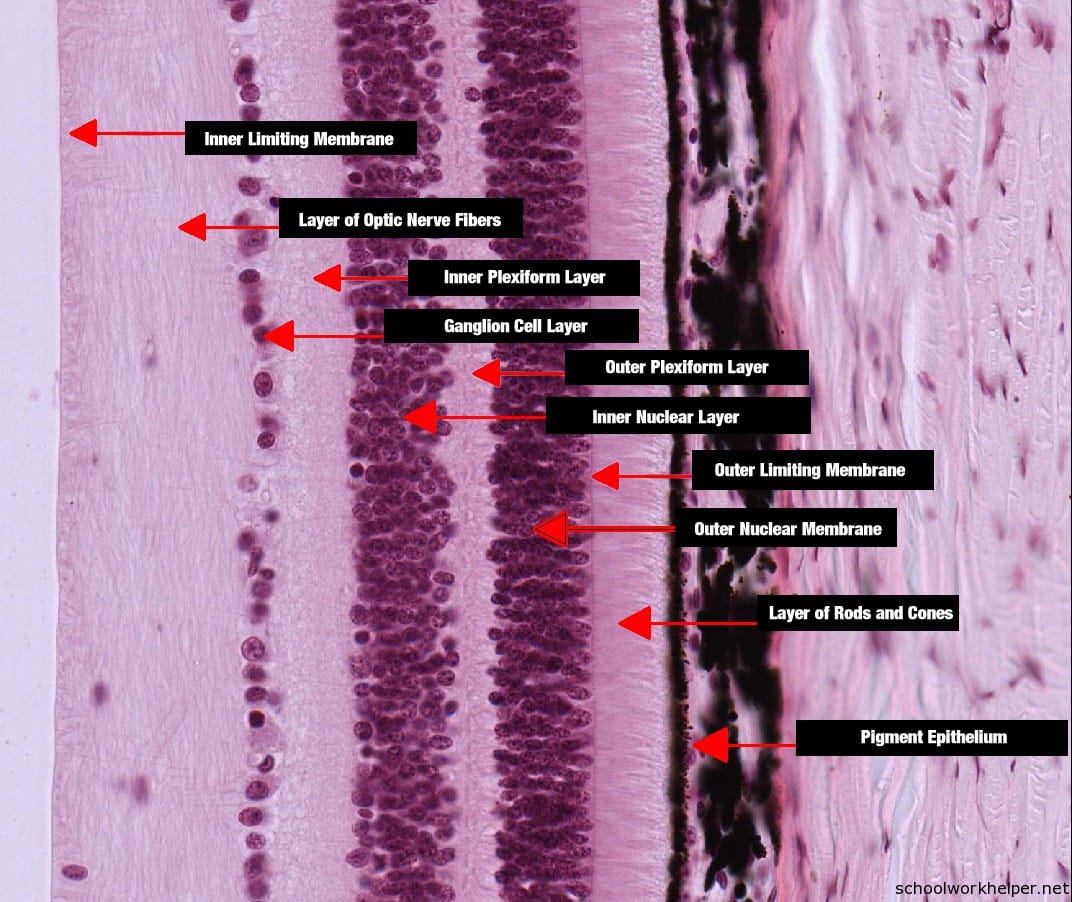 retina-labelled-histology-slide | SchoolWorkHelper
