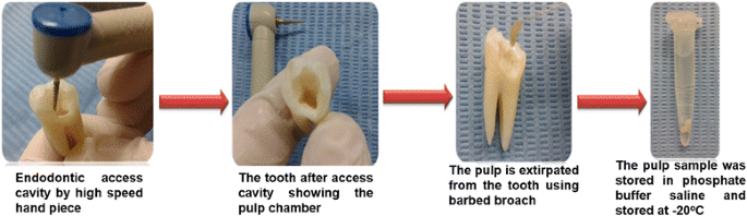 法医牙科学|学校工作助手